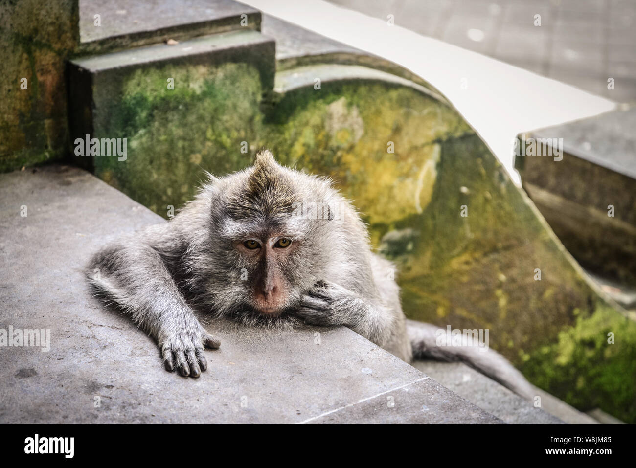 Portrait of a monkey in Sacred Monkey Forest Sanctuary Ubud Bali ...