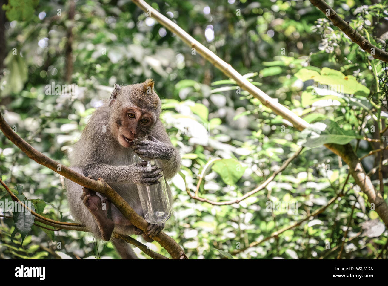 Portrait of a monkey with bottle in Sacred Monkey Forest Sanctuary Ubud ...