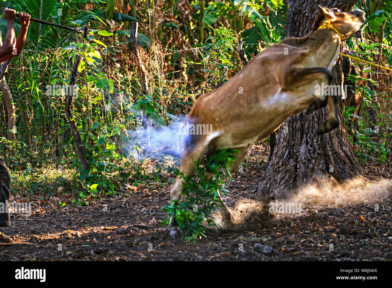 A scared cow marked with a hot iron Stock Photo - Alamy