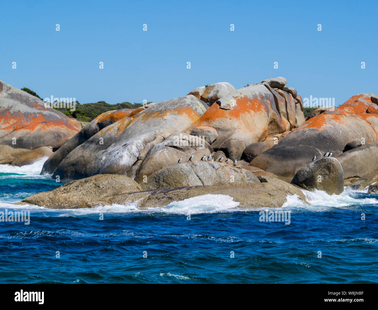 Red lichen covered rocks of the Bay of Fires, Tasmania Stock Photo - Alamy