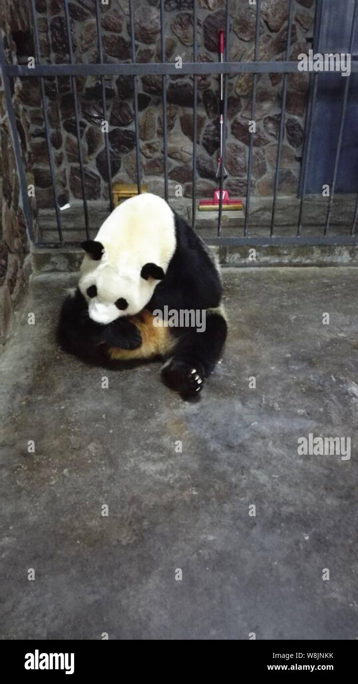 Female giant panda Jingjing rests at the Chengdu Research Base of Giant ...