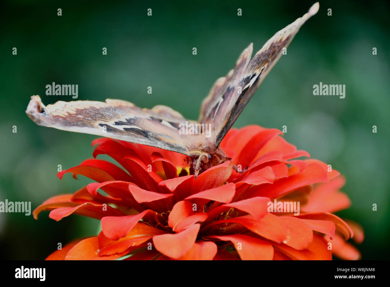 Giant silkworm moth hi-res stock photography and images - Alamy