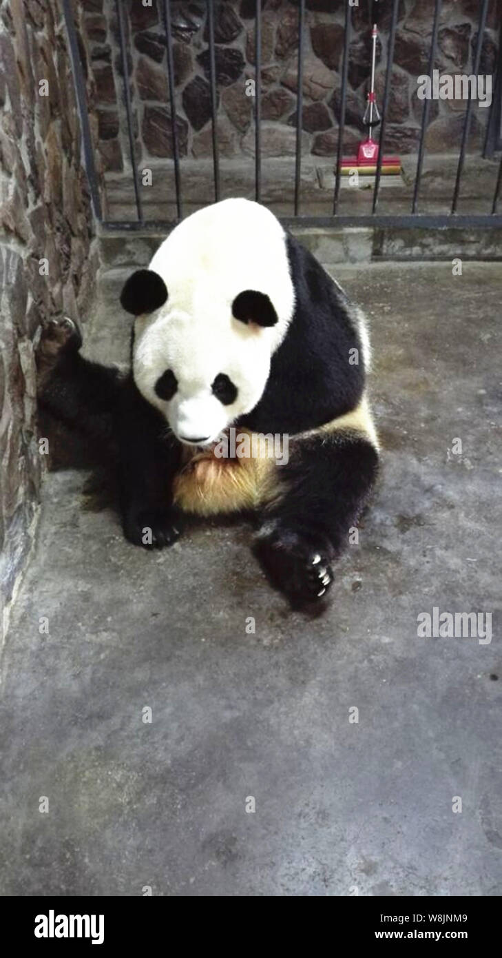 Female giant panda Jingjing rests at the Chengdu Research Base of Giant ...