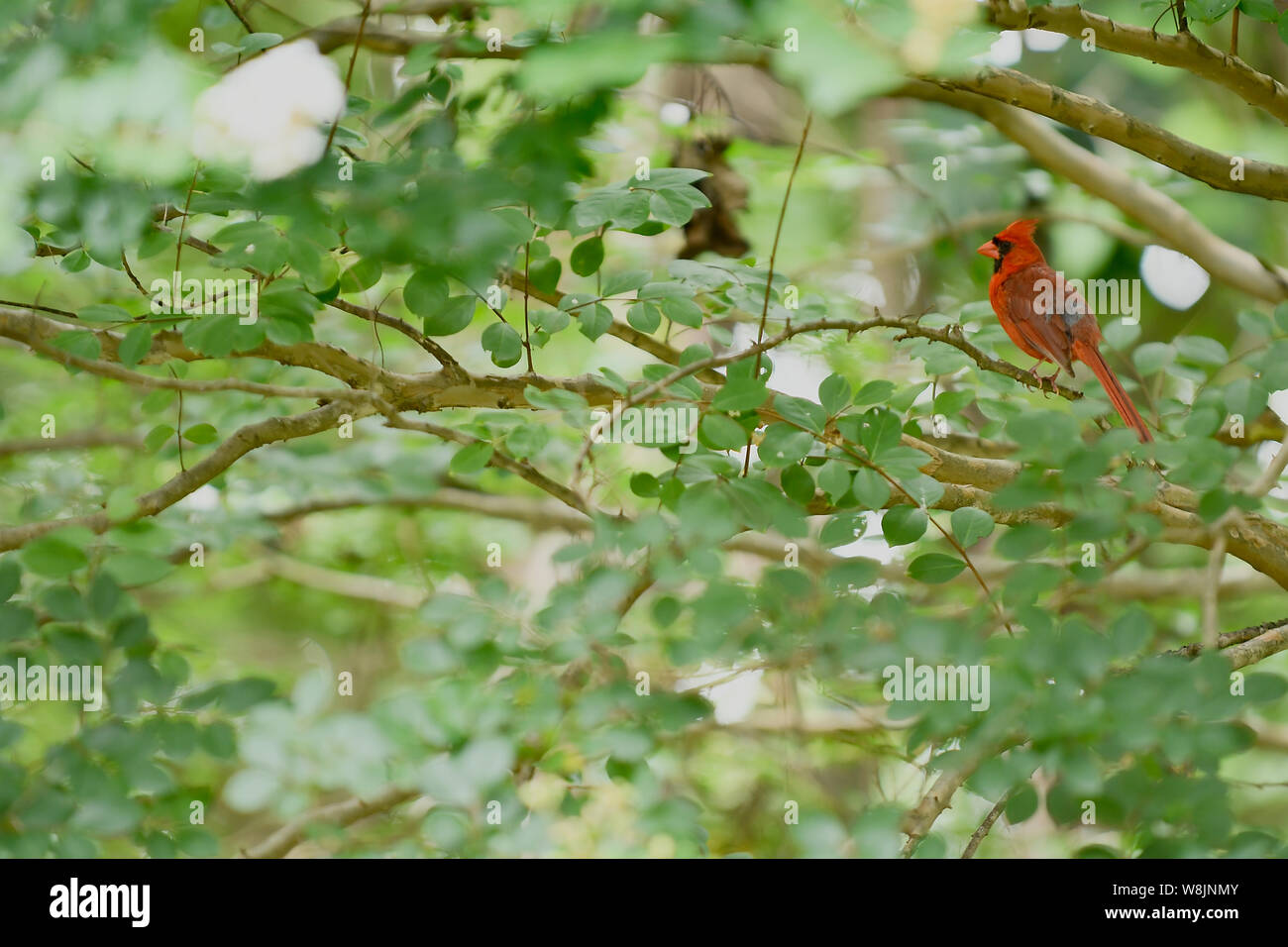 Male Northern Cardinal in tree between branches and leaves Stock Photo ...