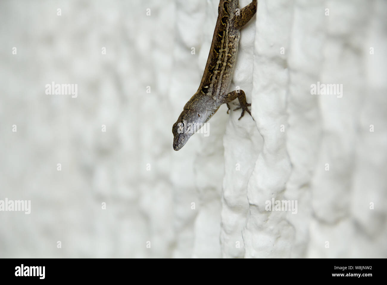 Black wall lizard hi-res stock photography and images - Alamy