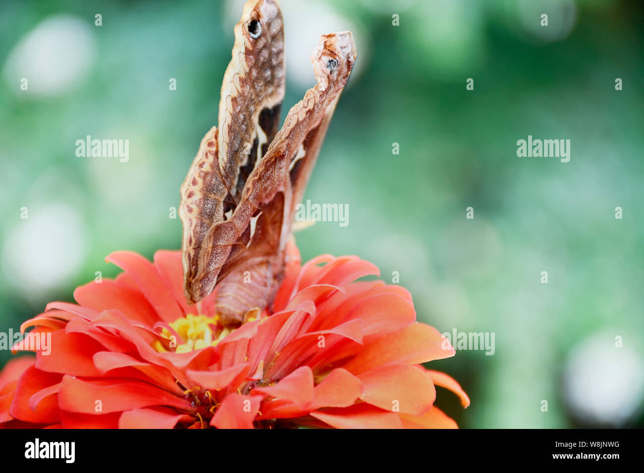 Closeup of brown Giant Silkworm Moth on orange Magellan Zinnia flower ...