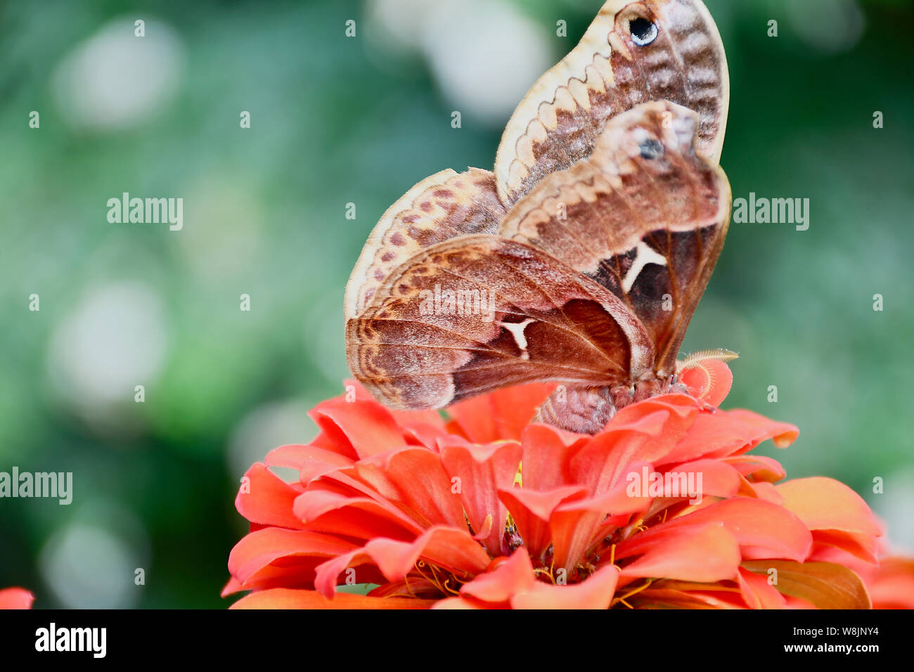 Closeup of brown Giant Silkworm Moth on orange Magellan Zinnia flower ...