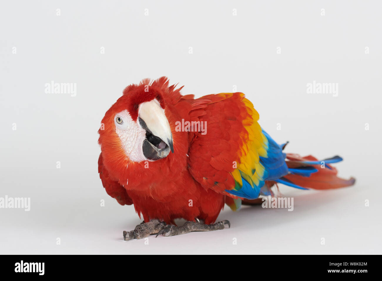 Looking in camera macaw parrot isolated on white studio background ...