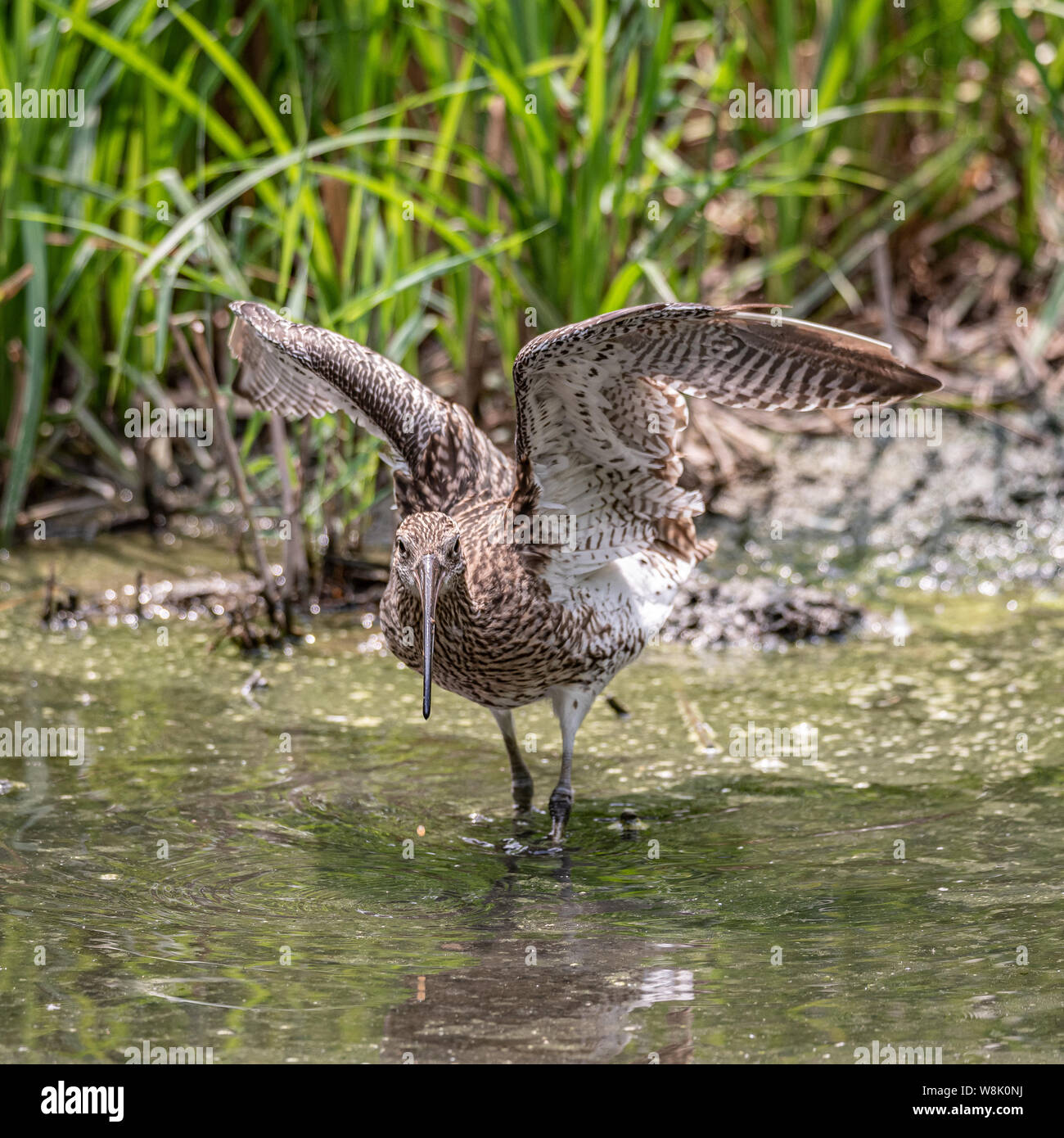 Common snipe looks at you spreading its wings while it is in the water ...