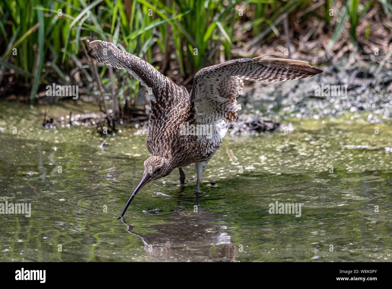 Common snipe water in a pond explaining its wings, image of a European ...
