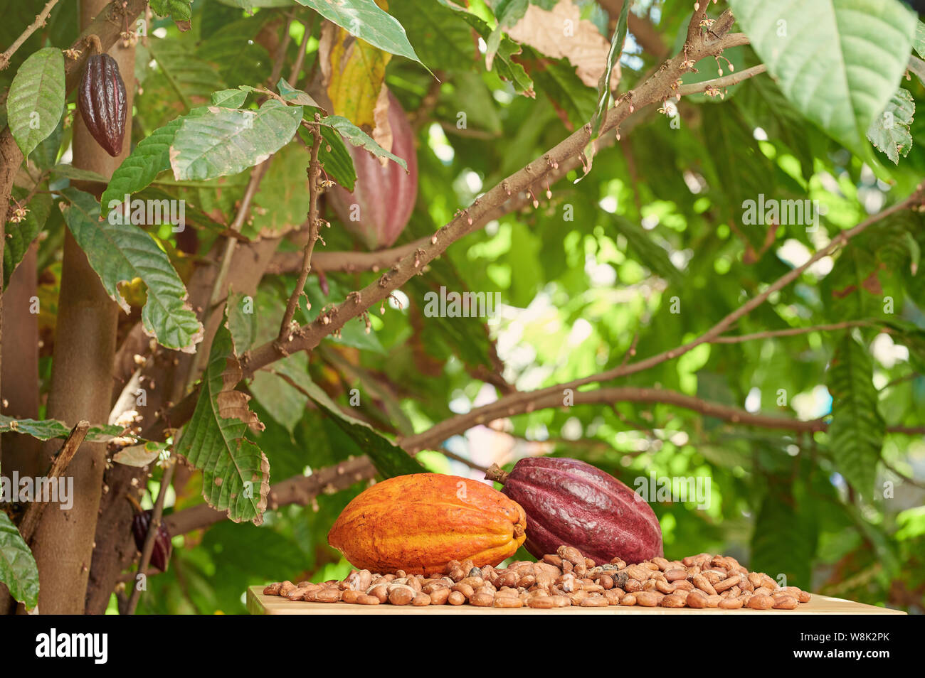 Bright colorful cacao tree background. Fresh harvest of chocolate tree ...