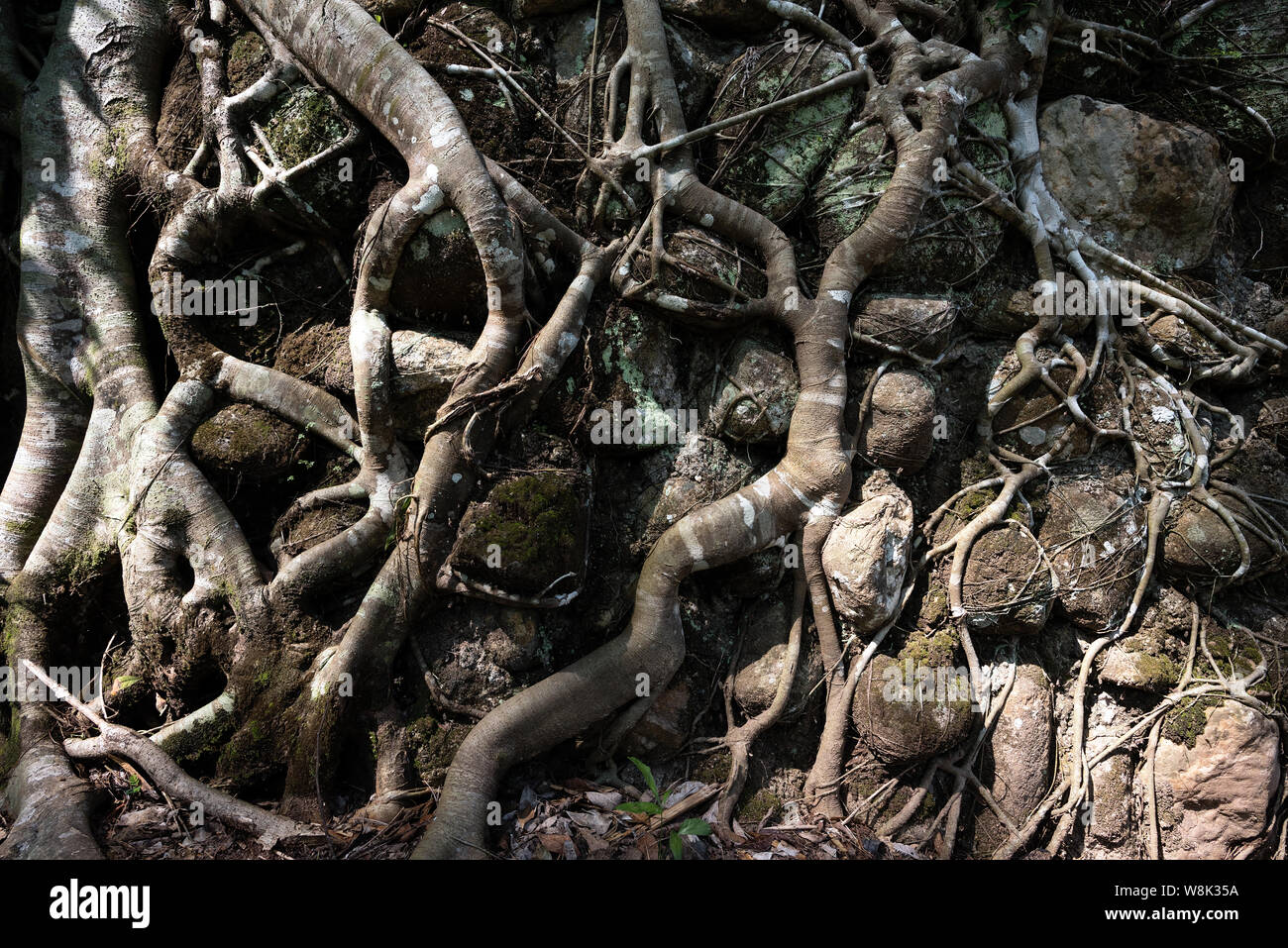 Old Tree root - Tropical tree roots at Taiping, Malaysia Stock Photo ...