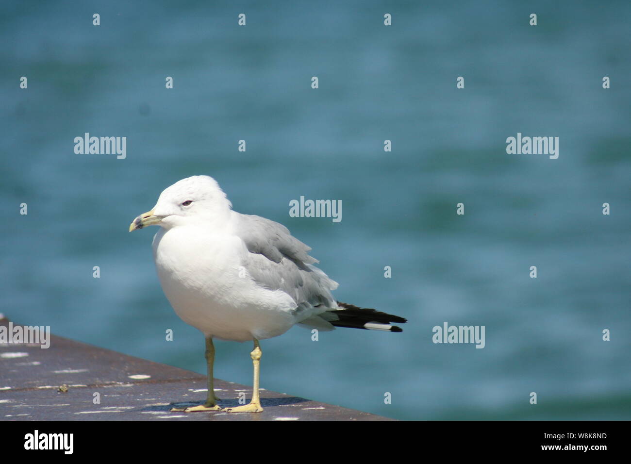Squinting at the sun hi-res stock photography and images - Alamy