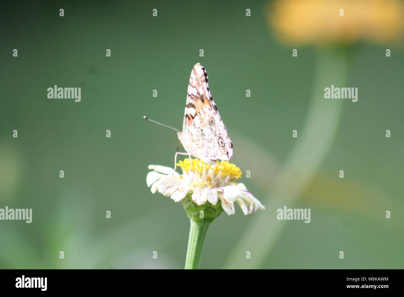 White monarch hi-res stock photography and images - Alamy