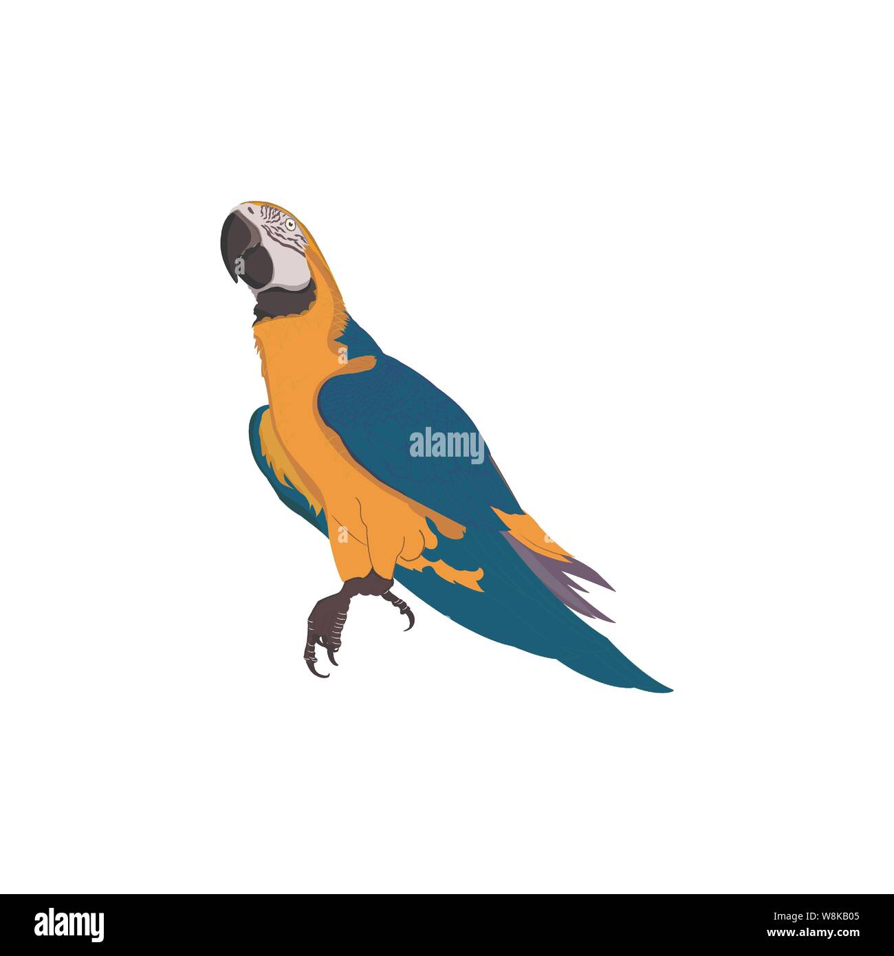 Bird blue-and-yellow macaw vector illustration isolate white background ...