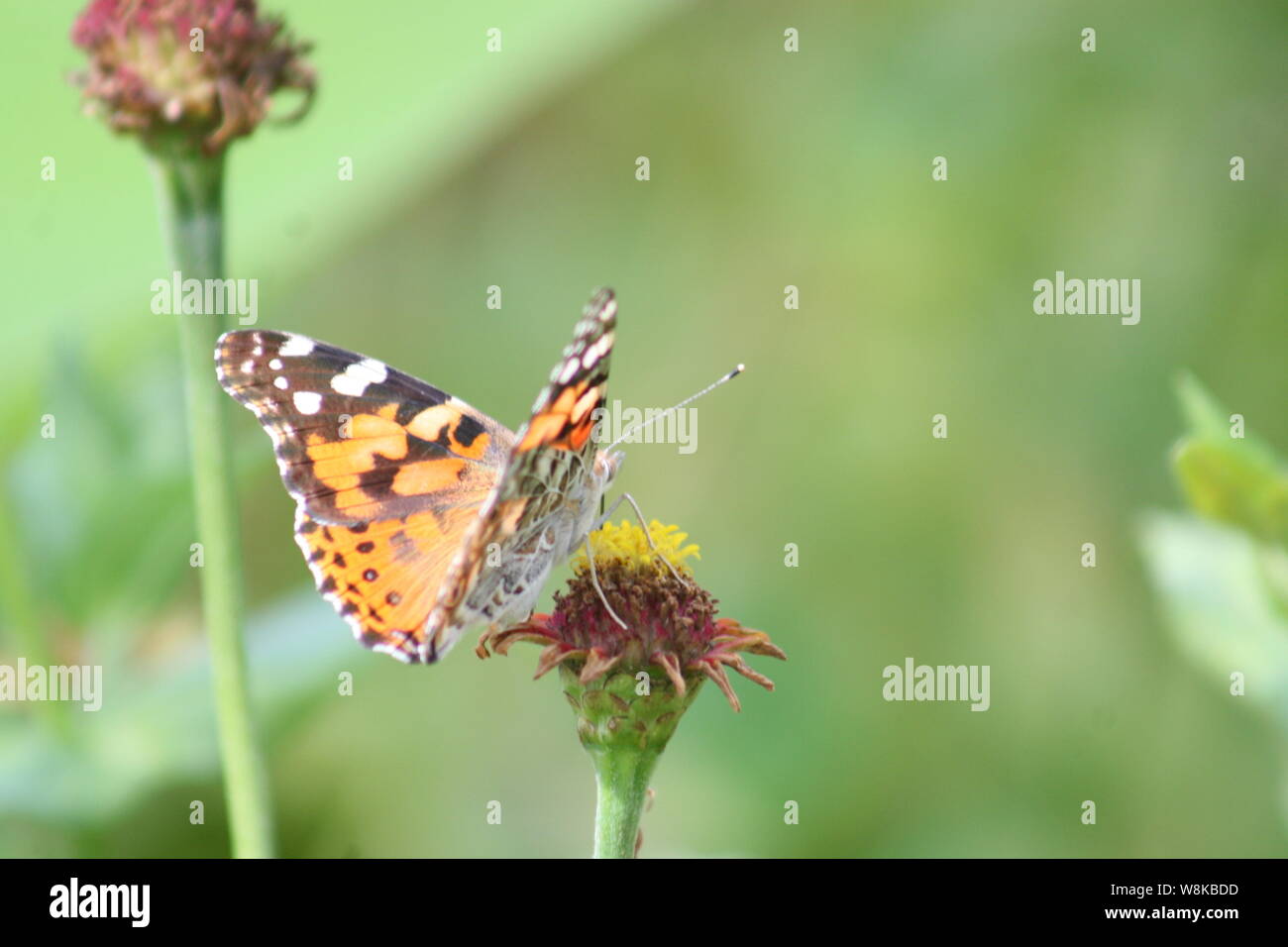Highland butterfly hi-res stock photography and images - Alamy