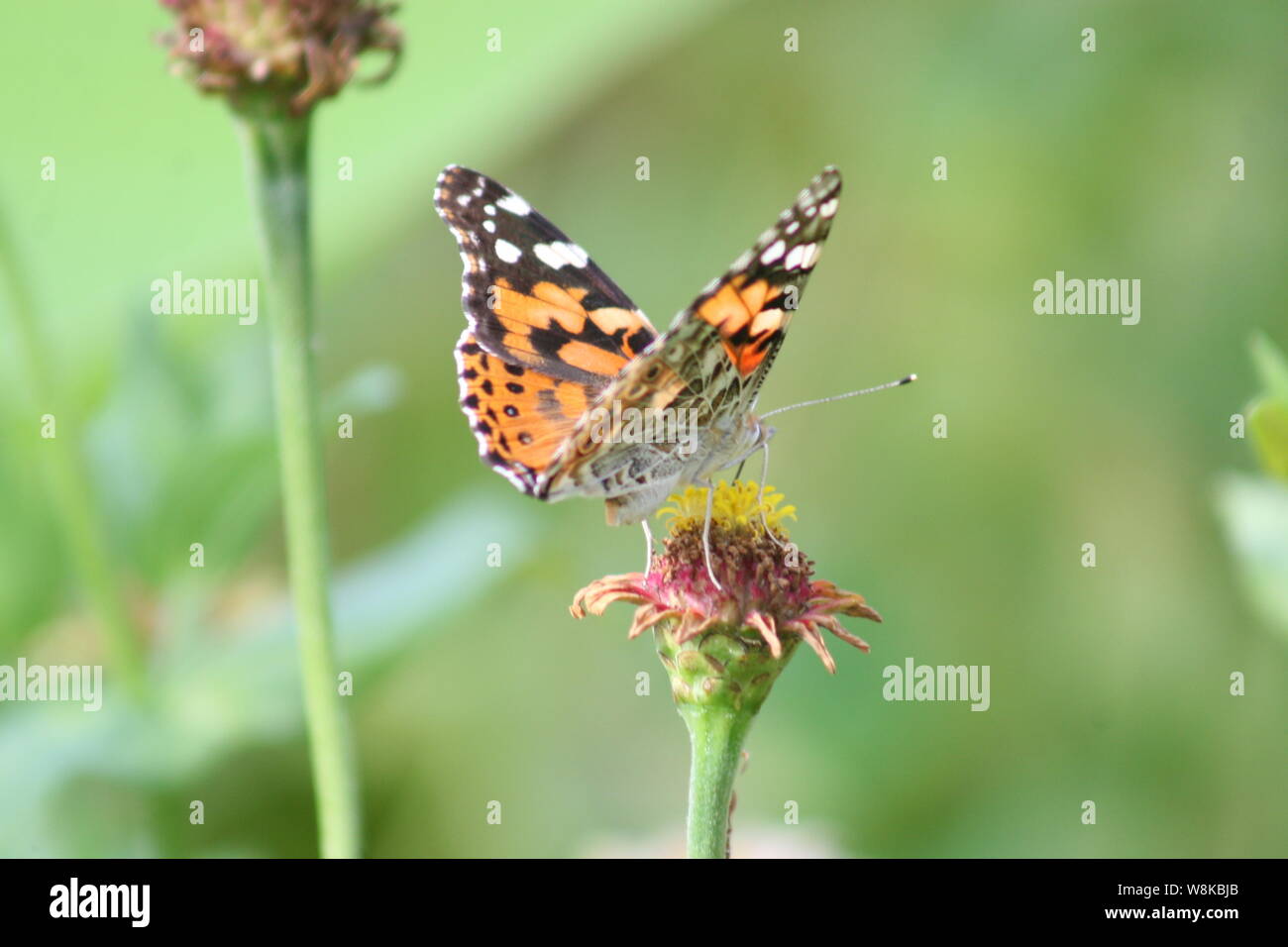 Monarch butterfly wings hi-res stock photography and images - Alamy