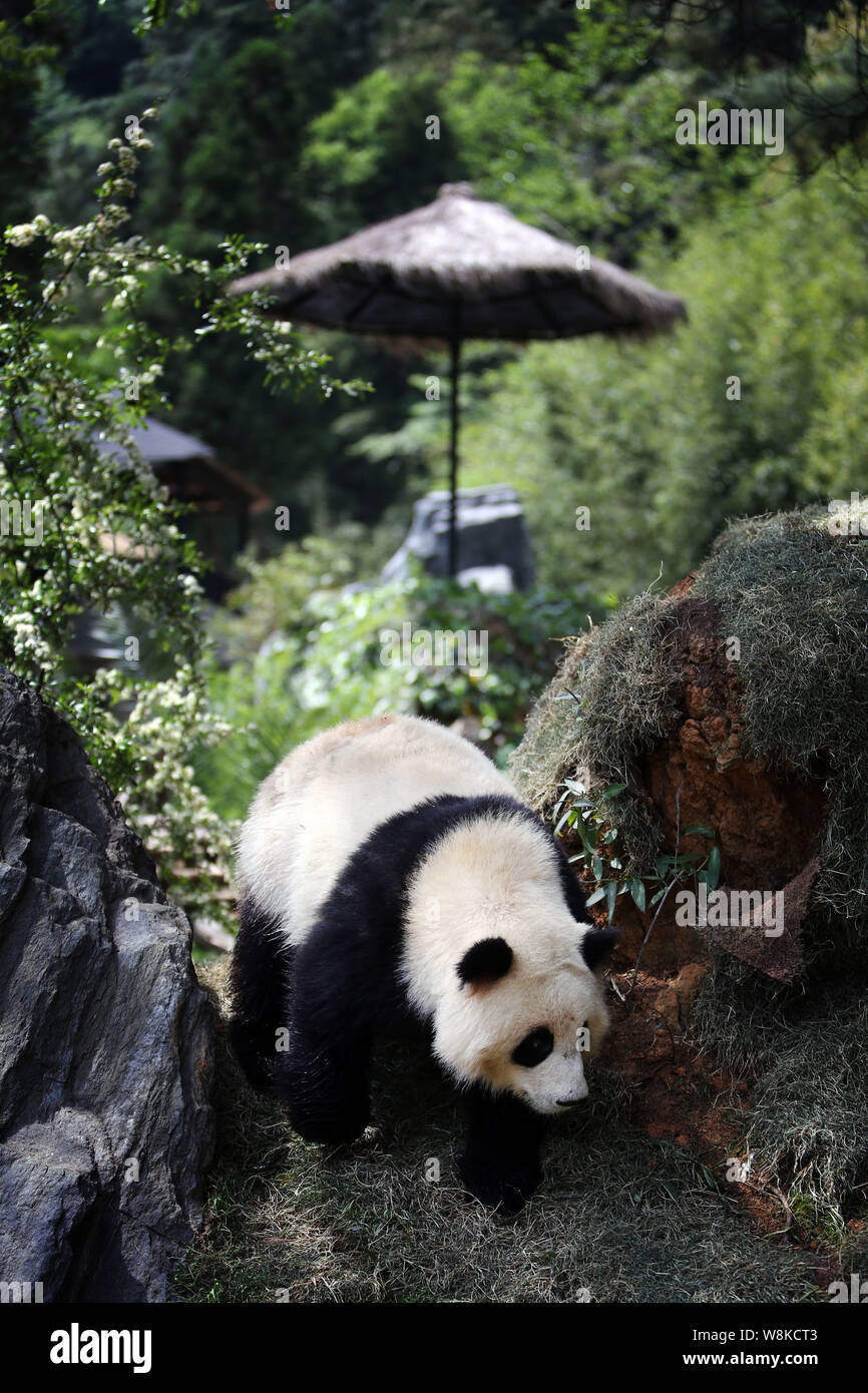 A giant panda wanders at the Yunnan Wild Animal Park in Kunming city ...
