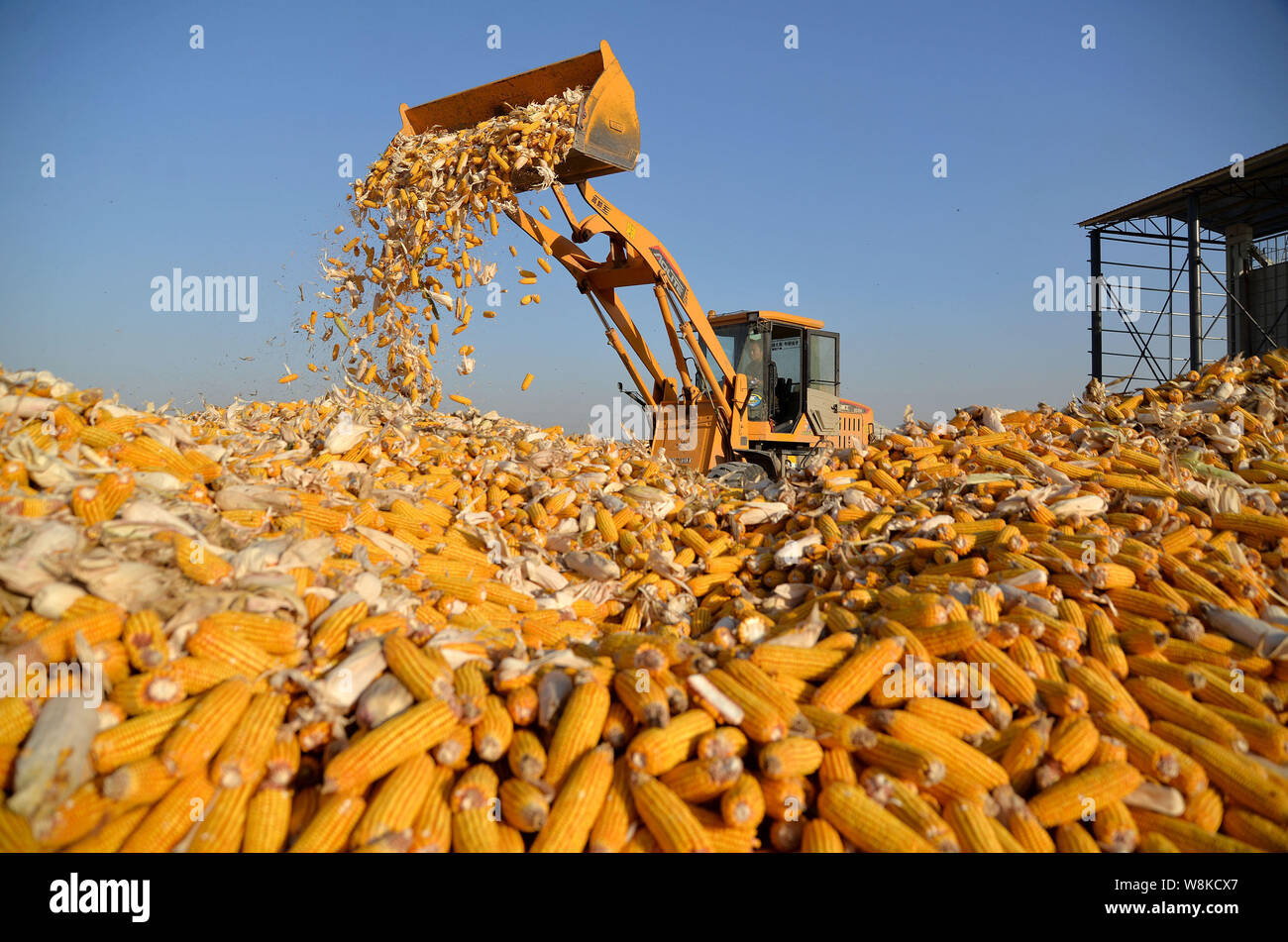 Piles of corn hi-res stock photography and images - Alamy