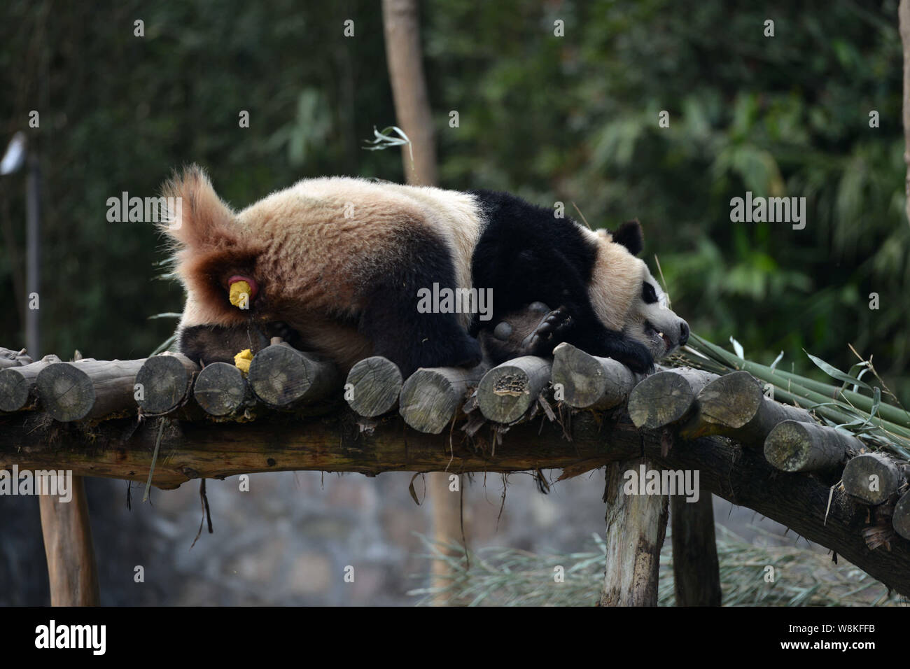 Female giant panda Hua Ni defecates on a wooden stand at the Dujiangyan ...
