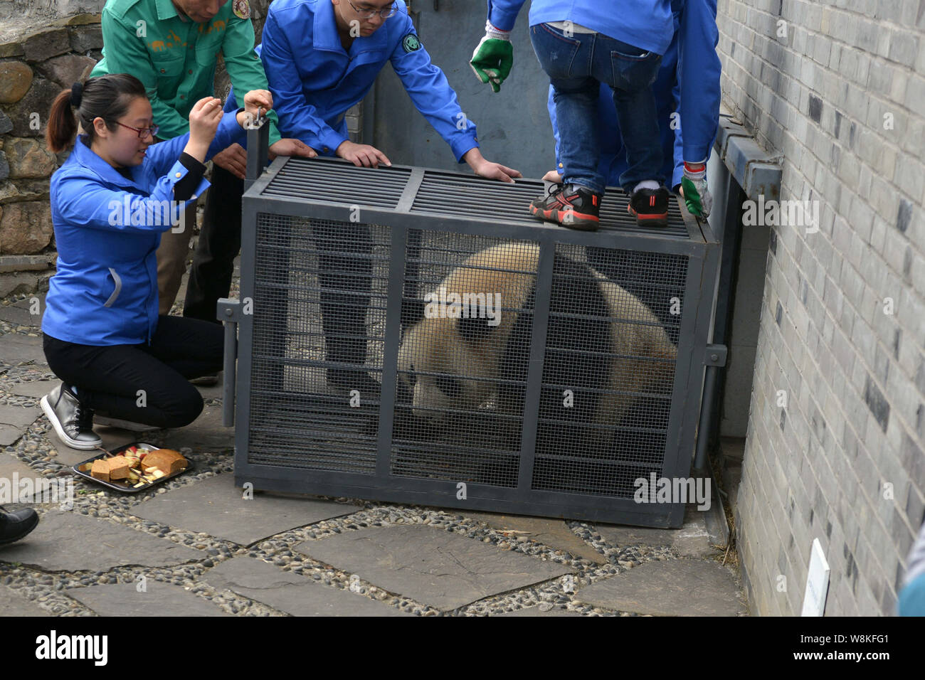 Chinese keepers cage female giant panda Hua Ni at the Dujiangyan base ...