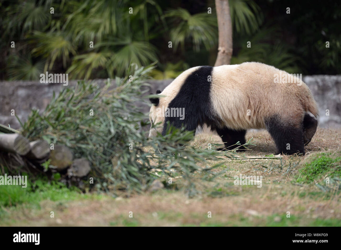 Female giant panda Hua Ni eats bamboo at the Dujiangyan base of the ...