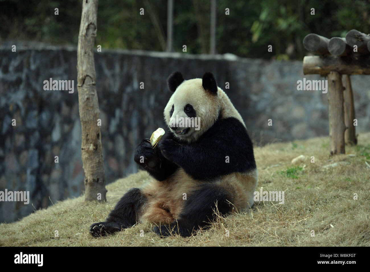 Female giant panda Hua Ni eats bamboo shoots at the Dujiangyan base of ...