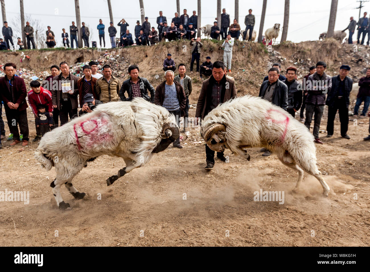 Sheep fighting hi-res stock photography and images - Alamy