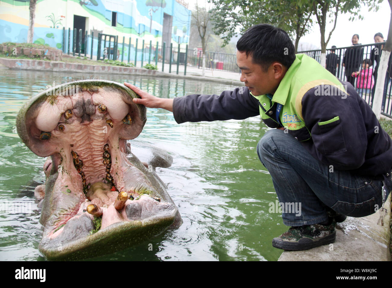 A Chinese keeper checks the mouth of a hippo before clearing away grass ...