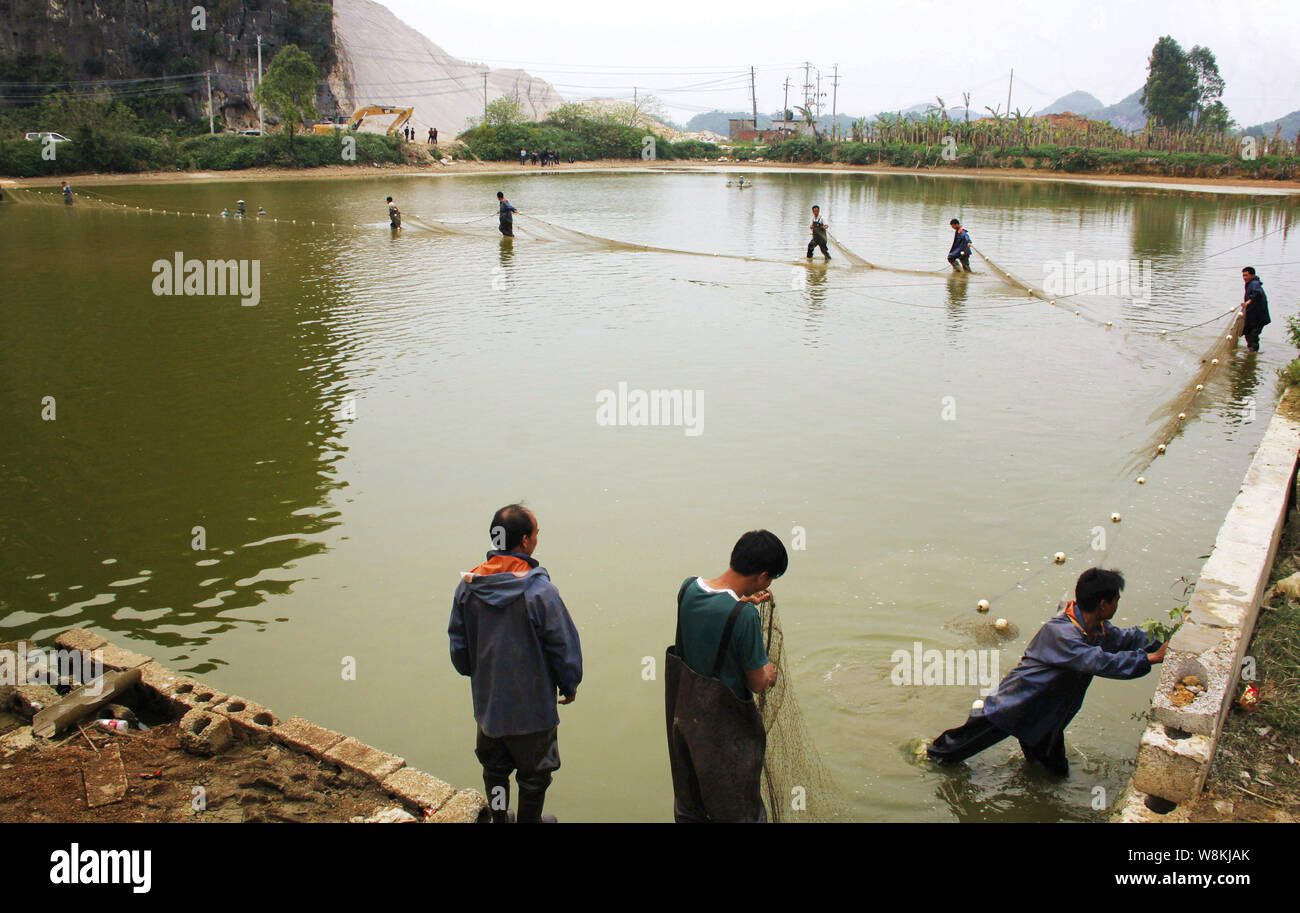 Chinese farmers prepare to net fish in a fish pond where the water ...