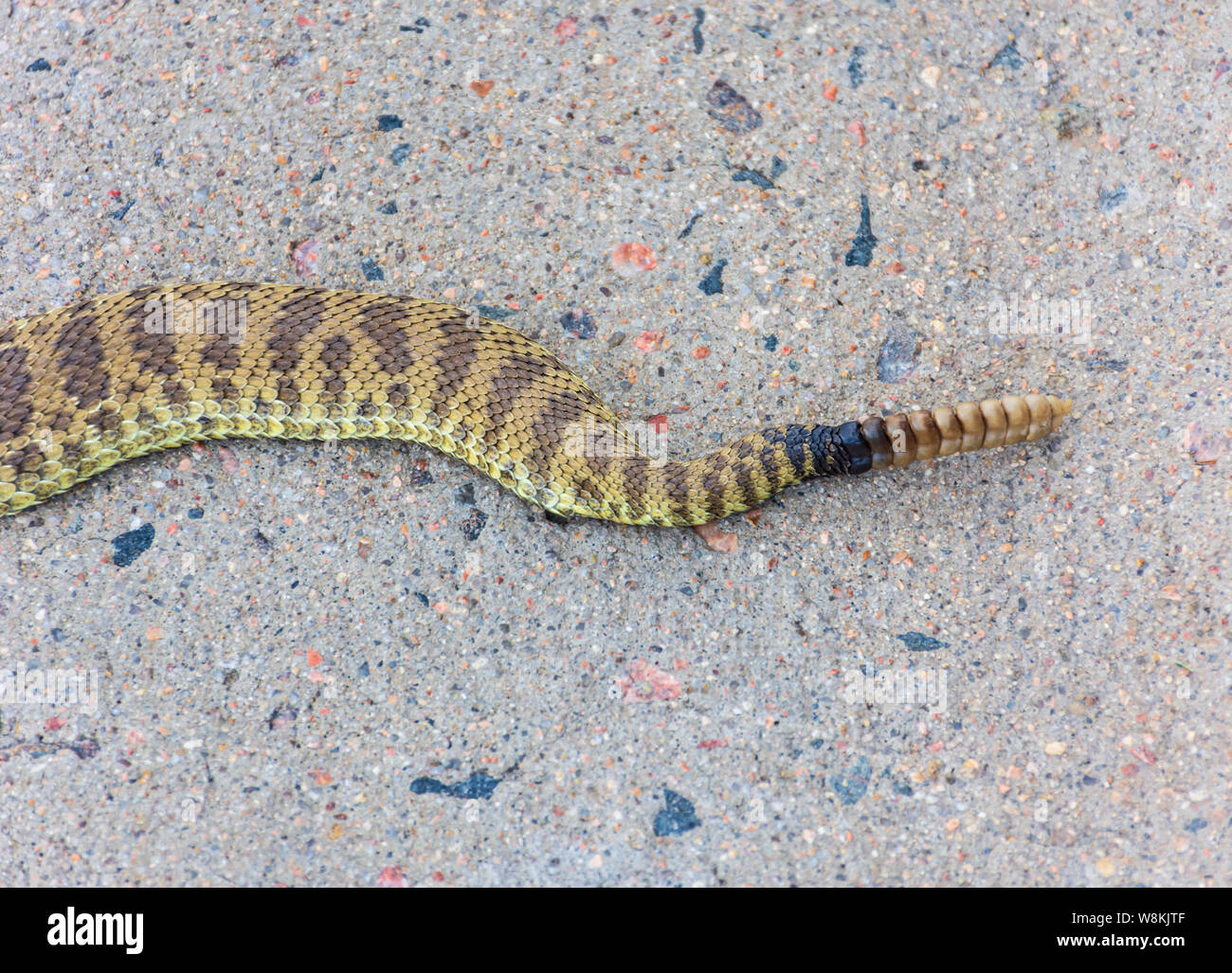 North american venomous snakes hi-res stock photography and images - Alamy