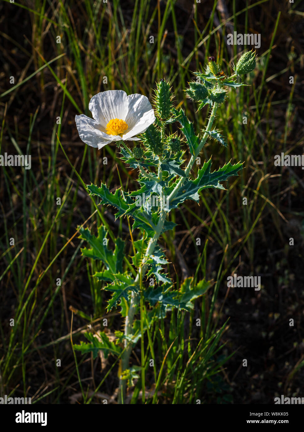 Argemone hispida hi-res stock photography and images - Alamy