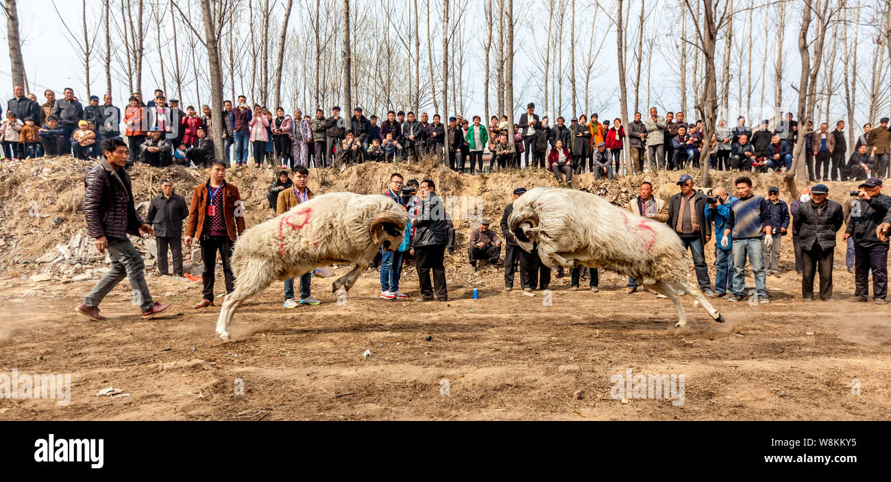 Chinese villagers watch two sheep fighting each other in Lihejing ...