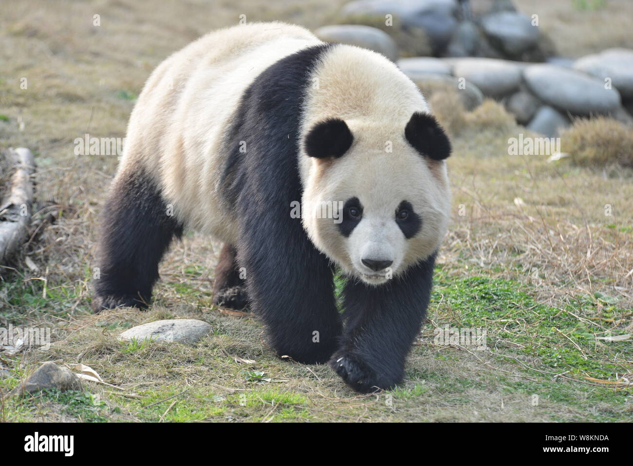 Giant panda Hua Ni wanders at the Dujiangyan base of the China ...
