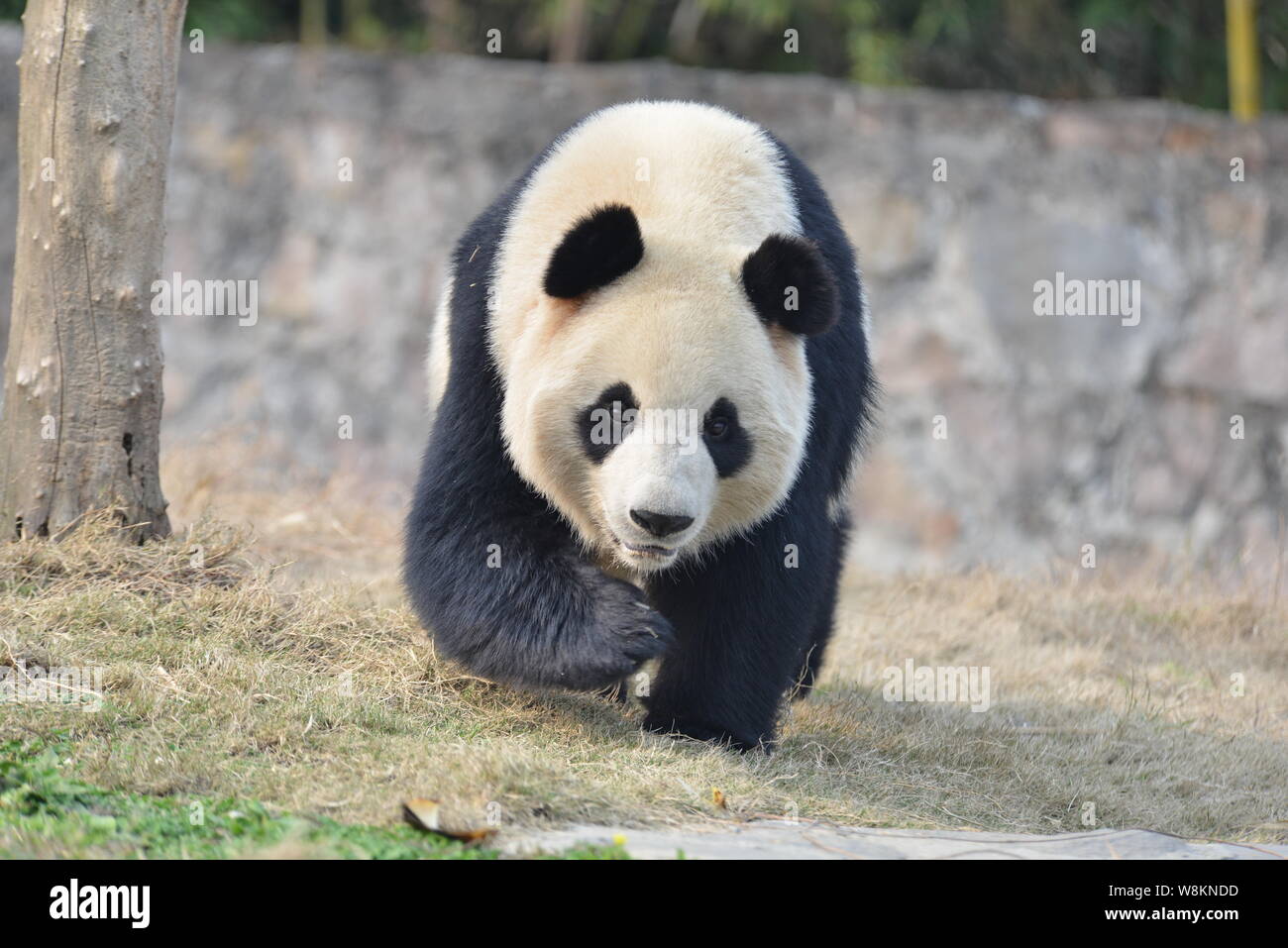 Giant panda Hua Ni wanders at the Dujiangyan base of the China ...
