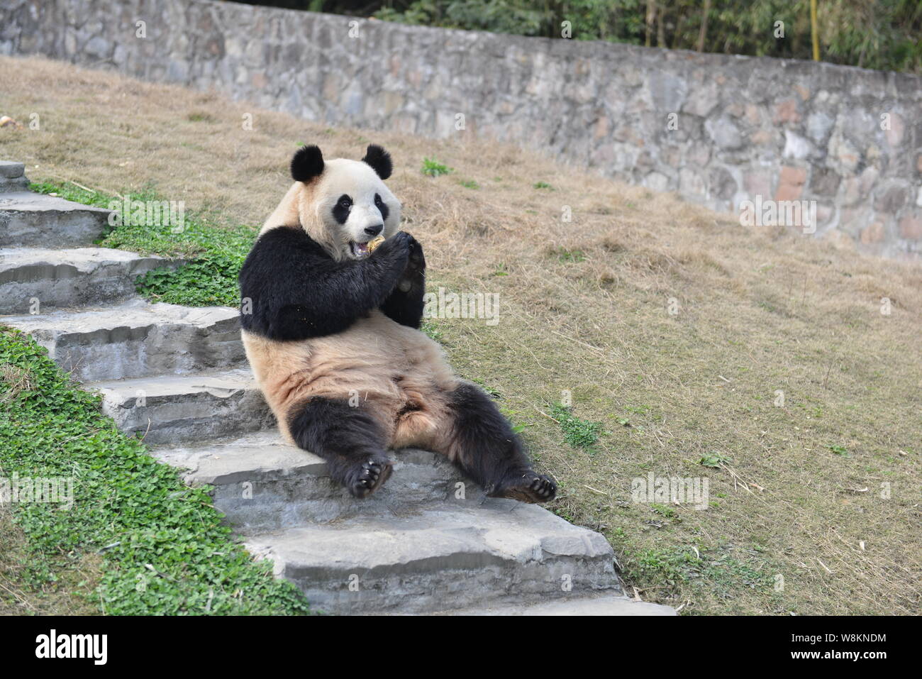 Giant panda Hua Ni eats bamboo shoots at the Dujiangyan base of the ...