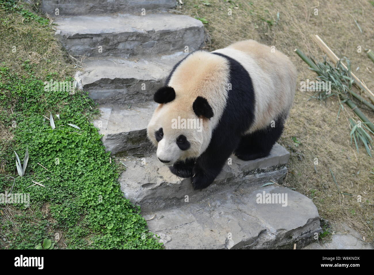 Giant panda Hua Ni wanders at the Dujiangyan base of the China ...