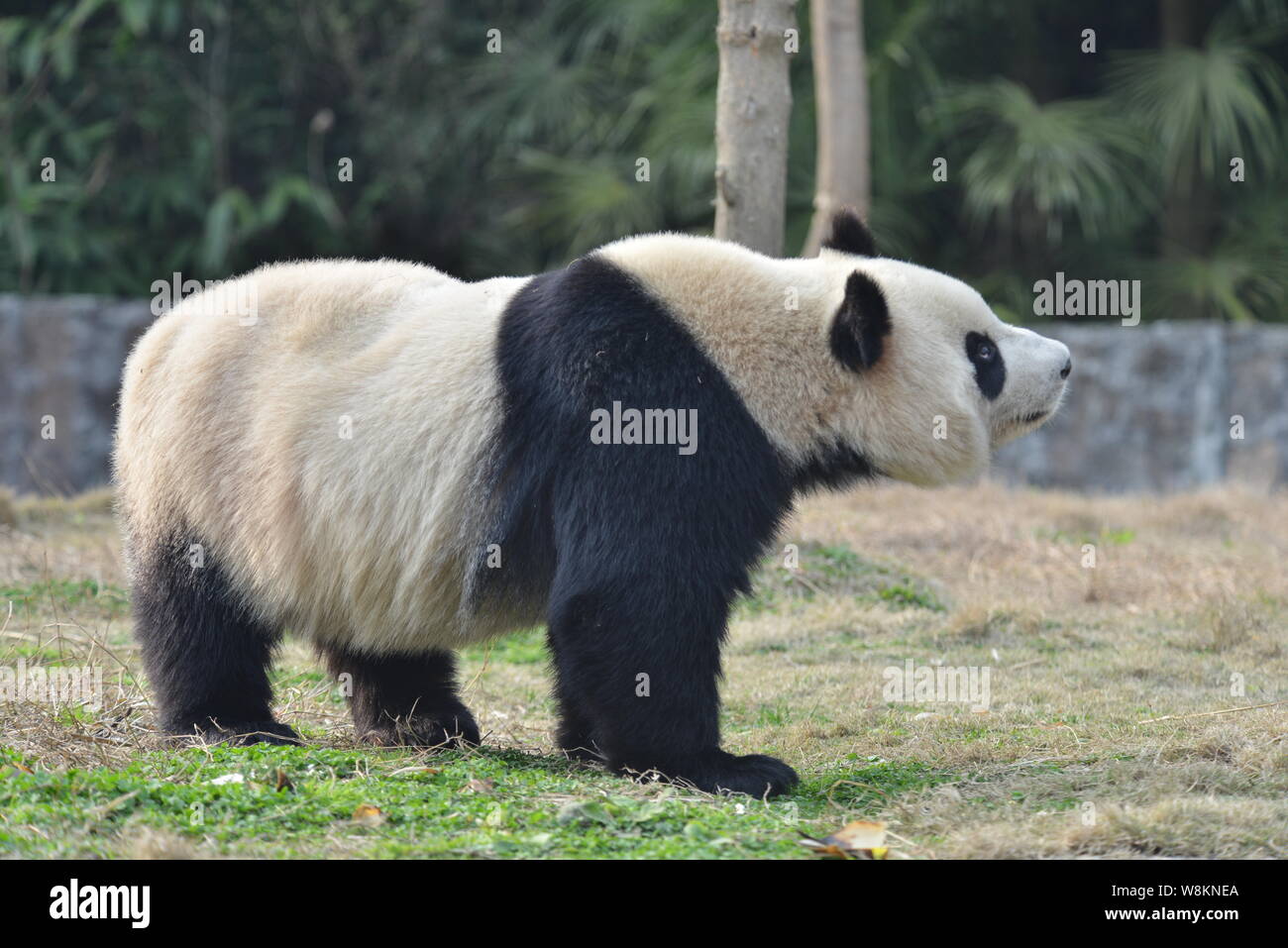 Giant panda Hua Ni wanders at the Dujiangyan base of the China ...