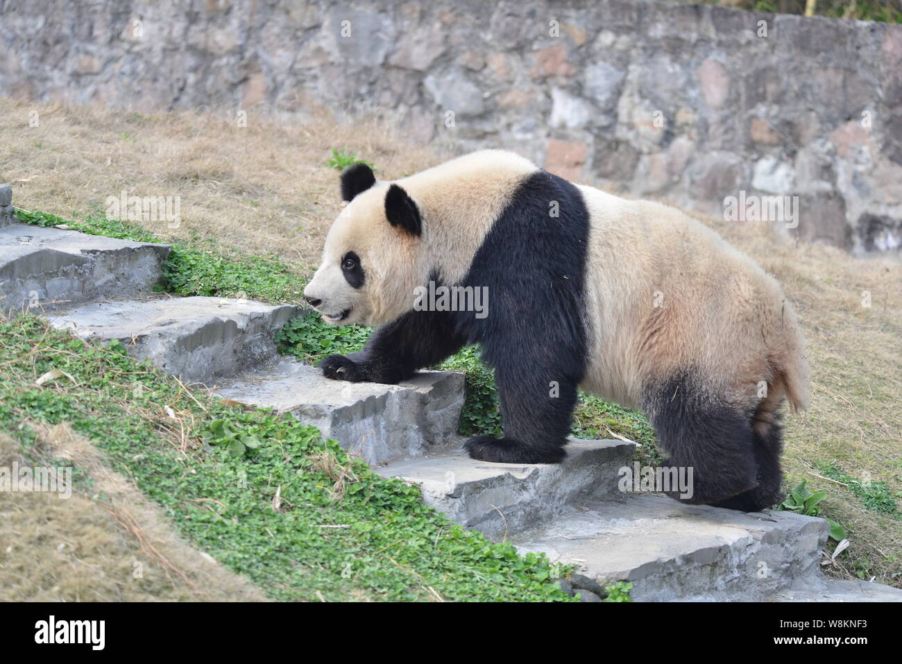 Giant panda Hua Ni wanders at the Dujiangyan base of the China ...