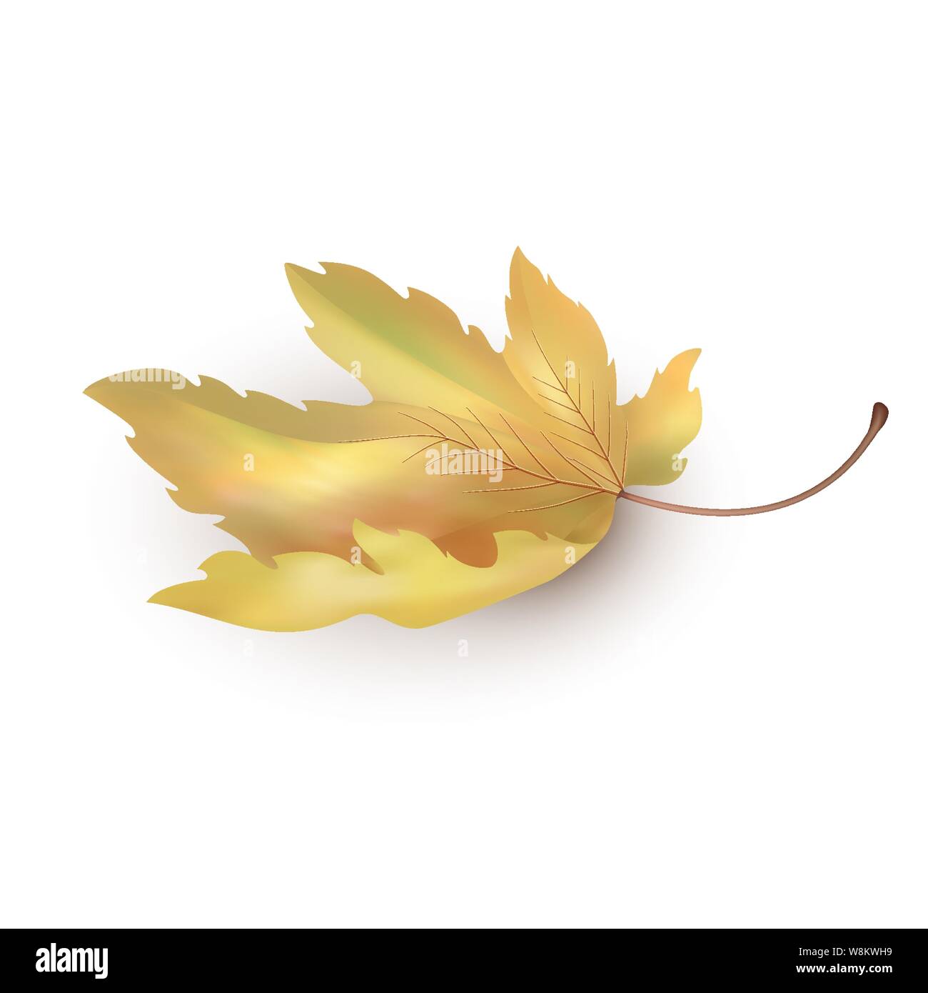 Vector Maple Leaf Stock Vector Image & Art - Alamy