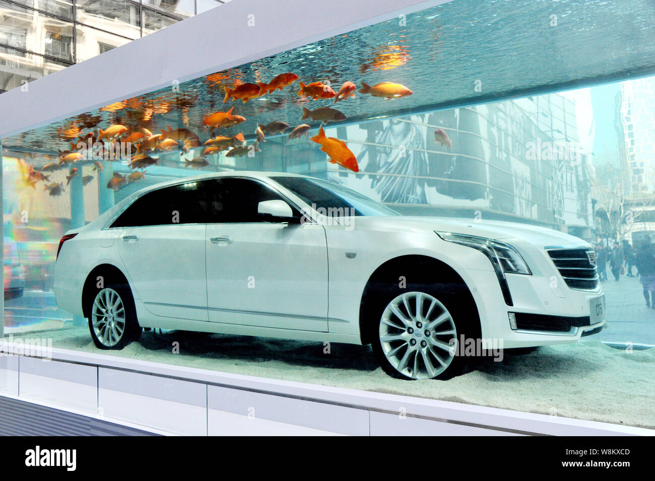 Red carps swim around a Cadillac CT6 on display in a fish tank in ...