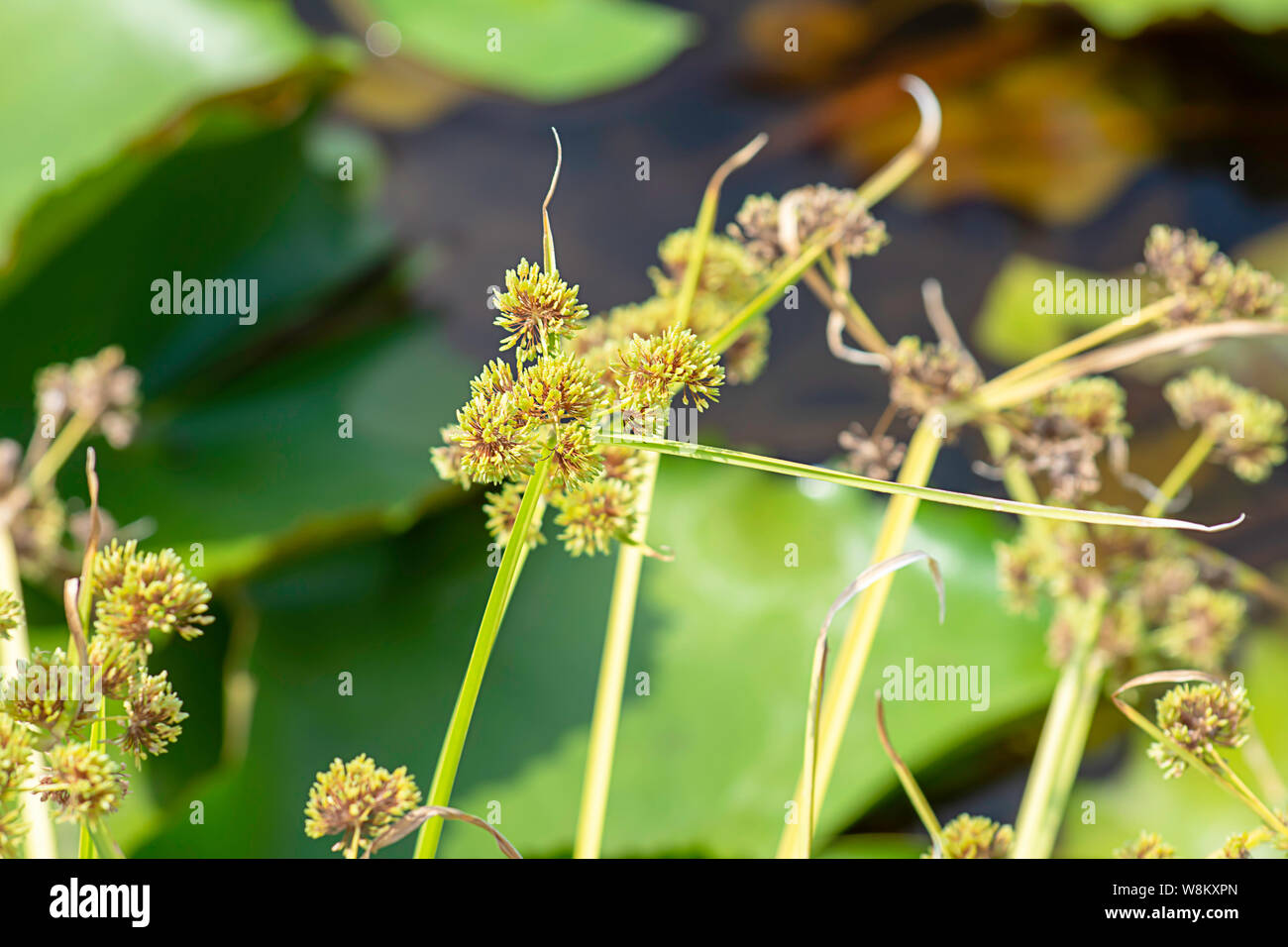 Green flowers of the Cyperaceae on a lotus pond Stock Photo - Alamy