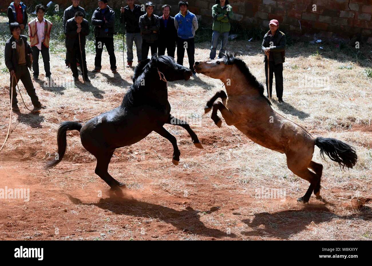 Local residents watch horse fighting to celebrate the Chinese New Year ...