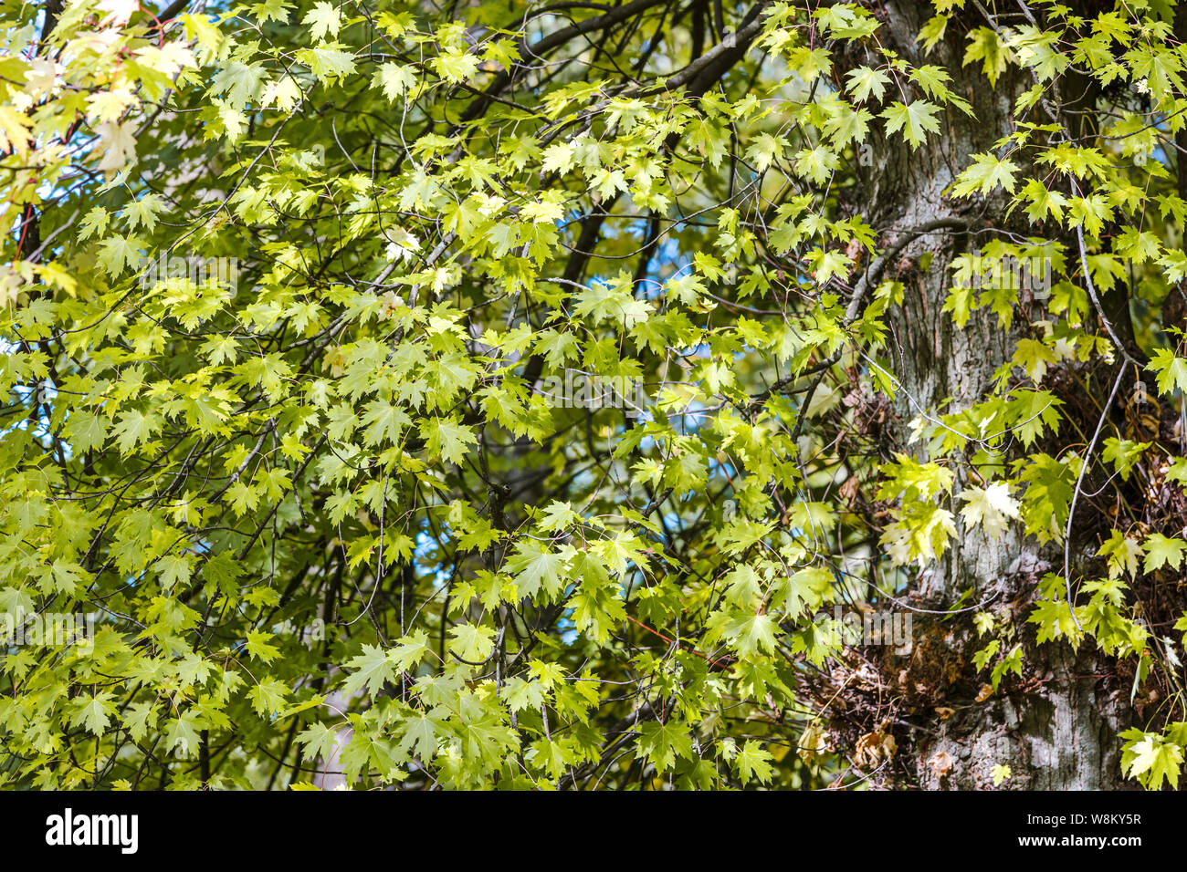 maple tree branch with green and yellow leaves. natural background ...