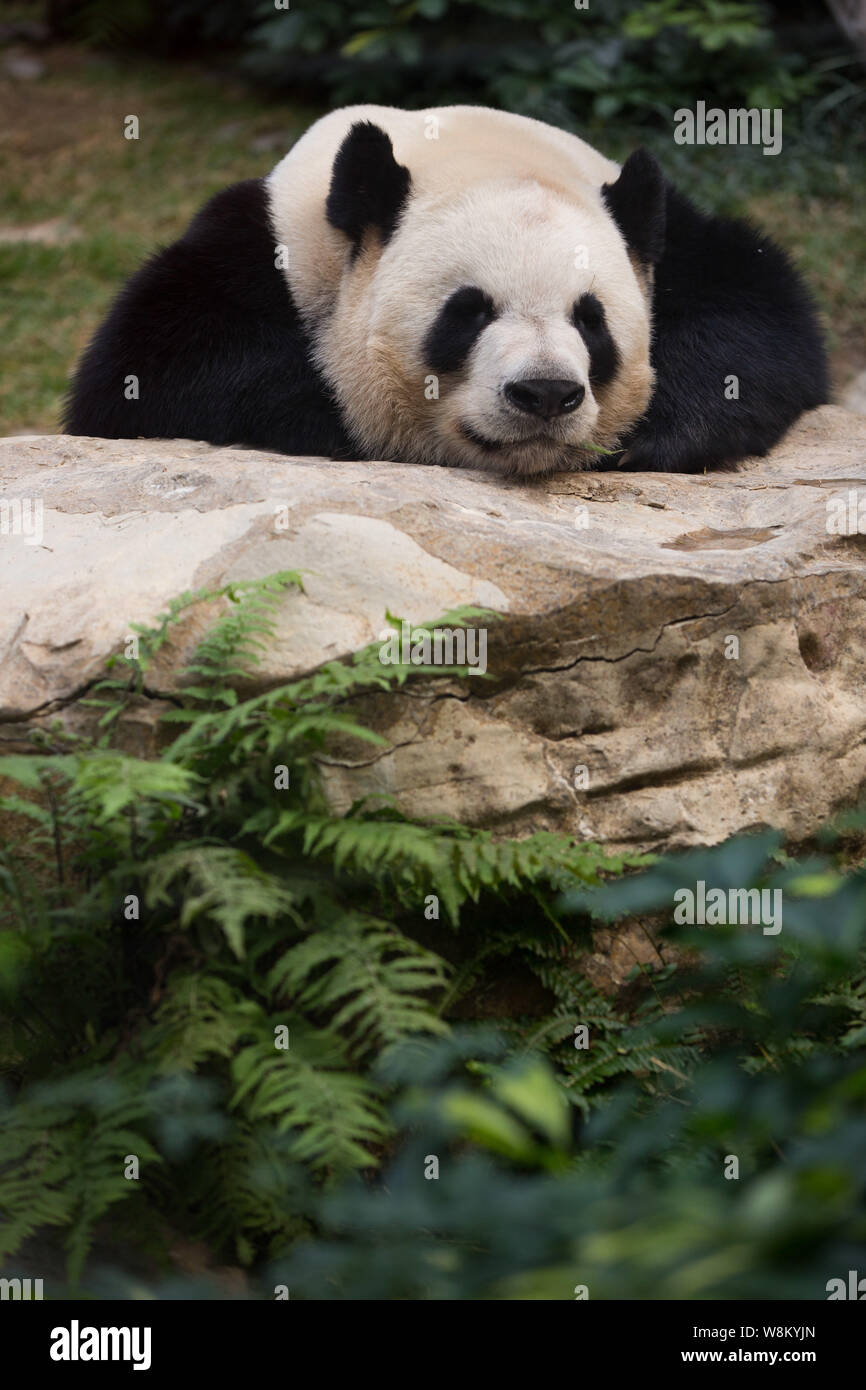 A giant panda rests on a stone at the Seac Pai Van Park in Macau, China ...