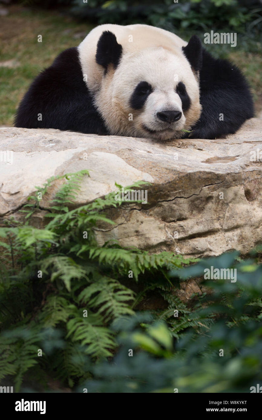 A giant panda rests on a stone at the Seac Pai Van Park in Macau, China ...