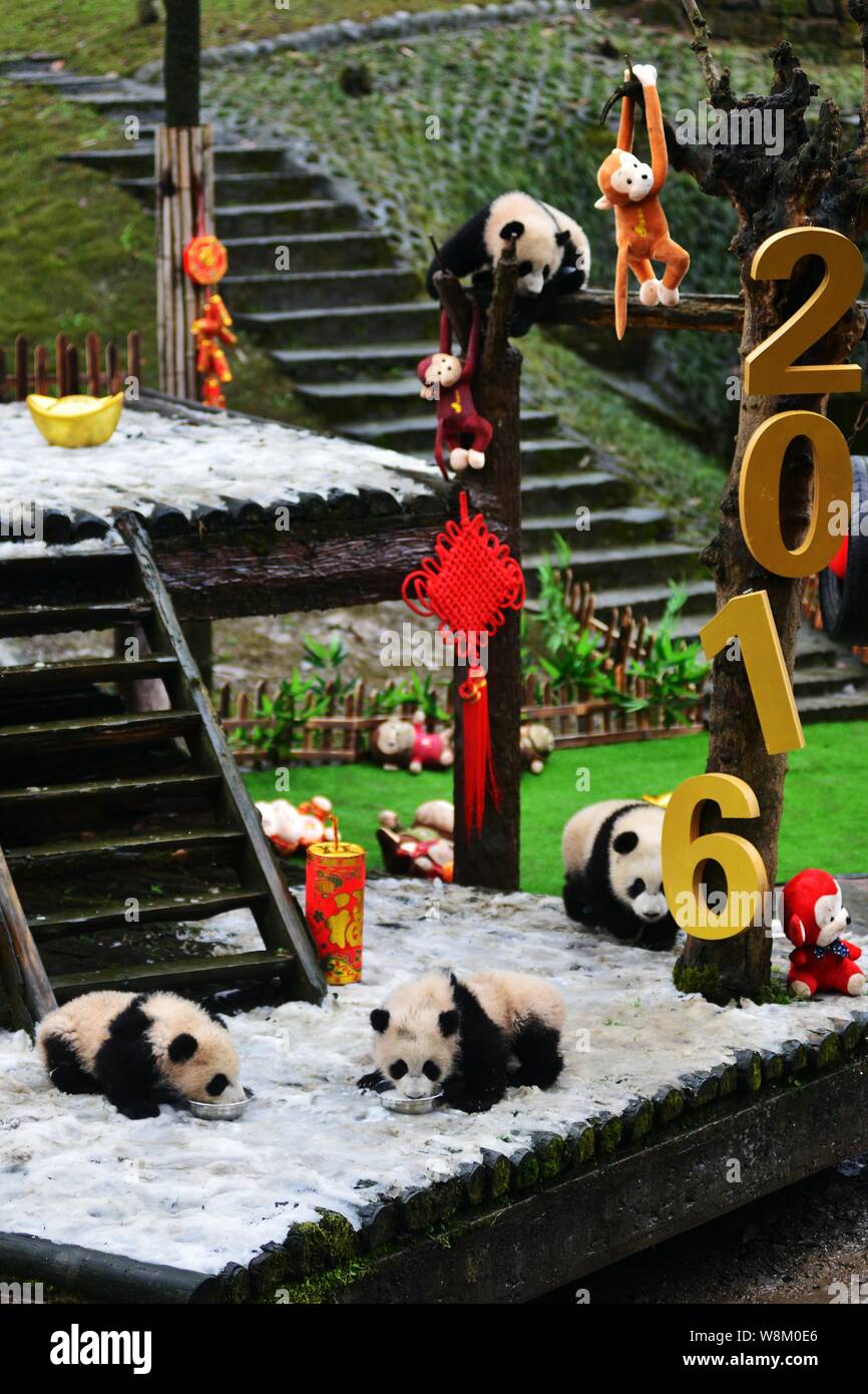 Giant panda cubs born in 2015 drink milk or have fun at the China ...