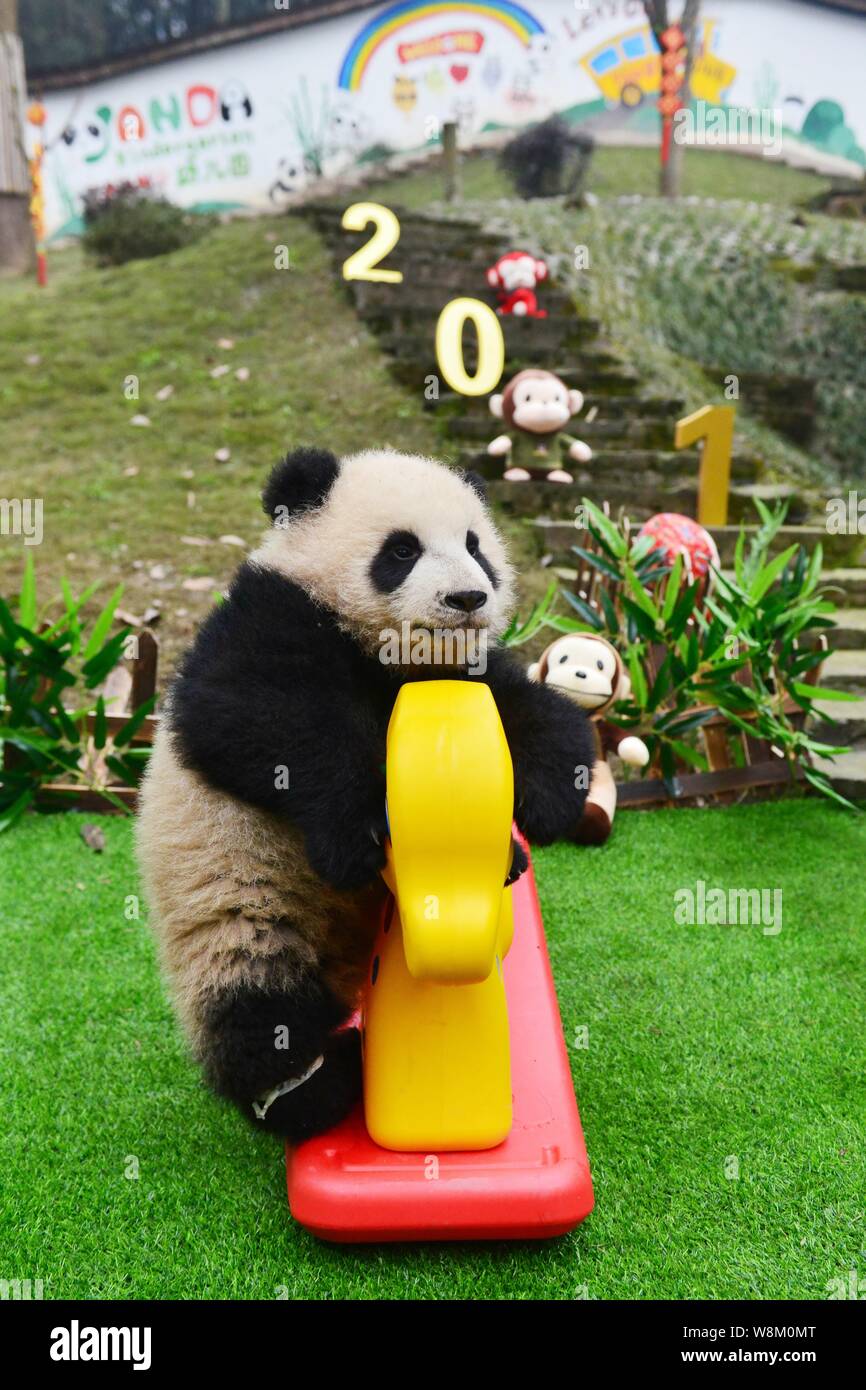 A giant panda cub born in 2015 plays with a plastic cockhorse at the ...