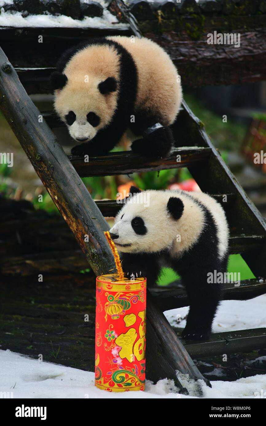 Giant panda cubs born in 2015 play with a toy firework at the China ...