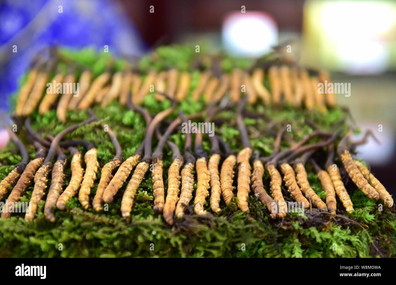Caterpillar fungus hi-res stock photography and images - Alamy